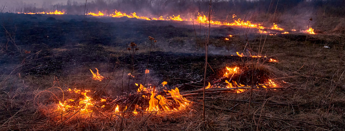 What to Know About India’s Crop Burning Season – PurpleAir